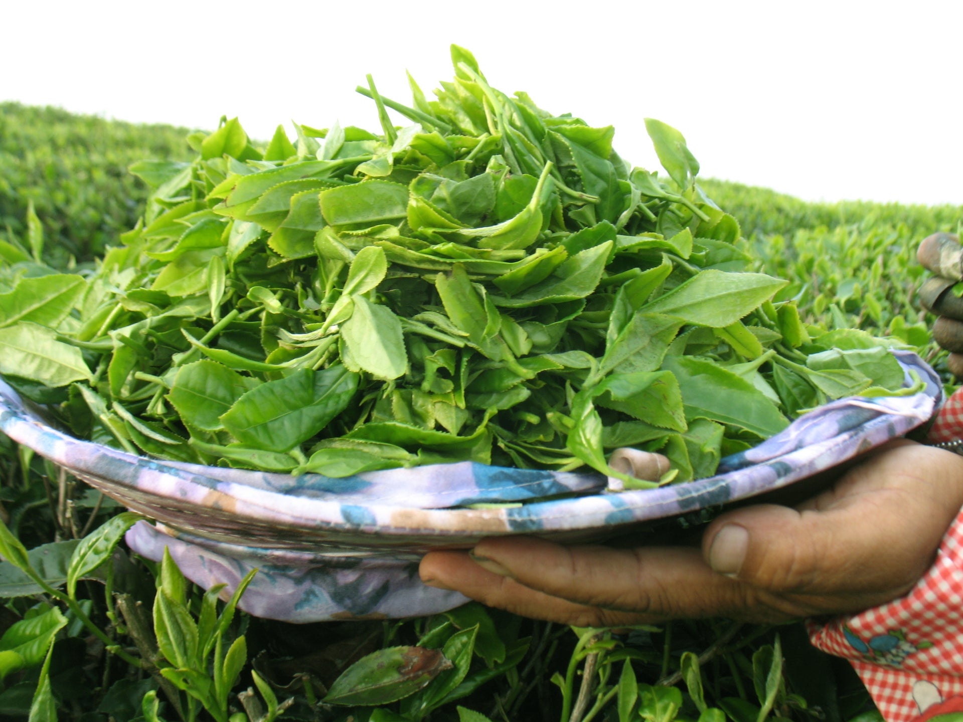 Buy loose leaf tea and teaware online from the Teahouse – The Teahouse